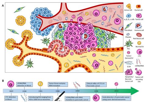 The Pancreatic Ductal Adenocarcinoma Pdac Complex Microenvironment Download Scientific
