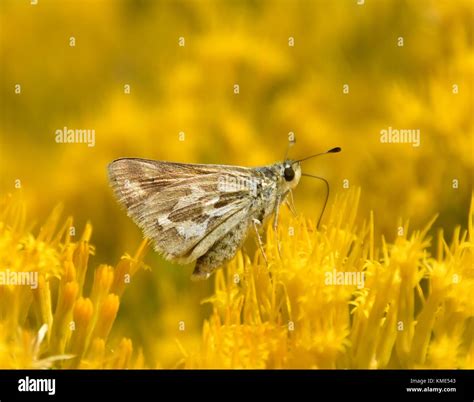 An Uncas Skipper Butterfly Feeds On Flower Nectar From A Rubber
