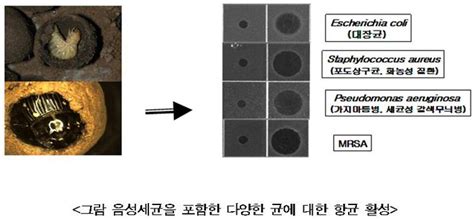 곤충에서 항생물질 ‘코프리신 추출기술 개발·상용화소비자를위한신문 Consumertimeskorea