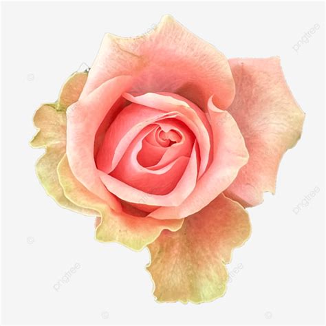 파스텔 핑크 로즈 베이지 꽃 꽃들 장미 아름다운 Png 일러스트 및 Psd 이미지 무료 다운로드 Pngtree