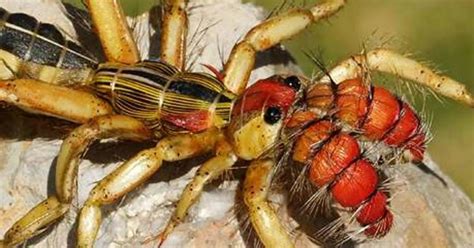 Scariest Insects On The Planet