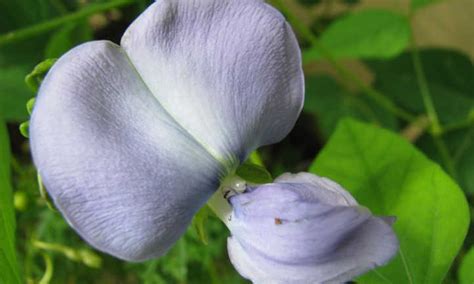 Winged Bean Plant Care Growing Dragon Beans Epic Gardening bob电竞客户端