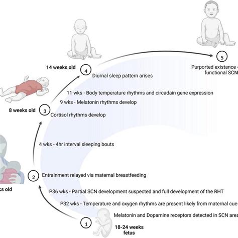 The Development Of The Circadian System Is Initiated Prior To Birth
