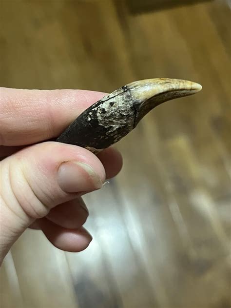 Is This A Fossilized Bear Tooth Rfossils