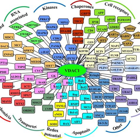 Schematic Representation Of Vdac1 As A Hub Protein And Its Associated Download Scientific