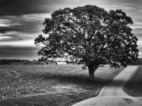 Free Images Landscape Tree Nature Grass Rock Horizon Cloud