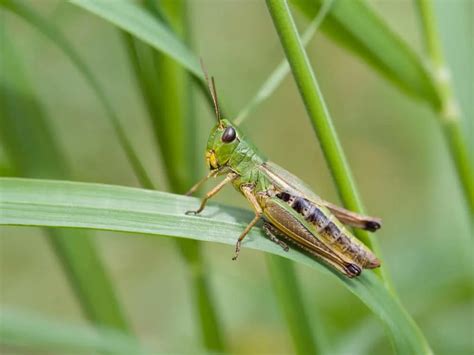 Green Grasshopper Flying