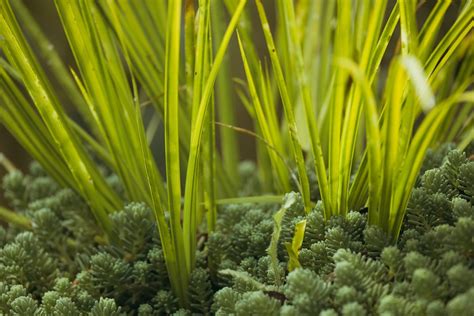 Grass Plant Green Free Photo On Pixabay Pixabay