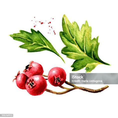 山梨的分支與綠葉設置水彩手繪製插圖孤立在白色背景向量圖形及更多山楂圖片 山楂 水彩畫 水果 Istock