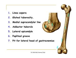 The Back Of The Thigh And Popliteal Fossa PDF