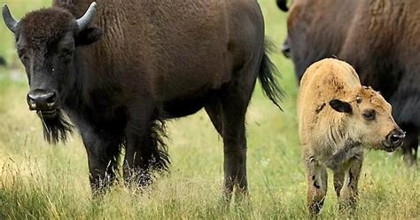 Sacrificaron A Una Cría De Bisonte Por Culpa De Unos Turistas Infobae