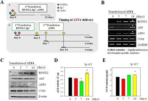 Transfection Of Hmscs With Runx2 Sp7 Followed By Atf4 A Schematic