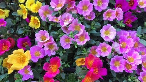 How To Plant Grow And Care For Portulaca Moss Rose