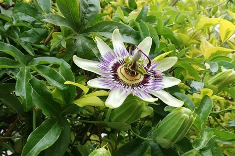 Para Qué Sirve La Planta Pasiflora Y Cómo Prepararla Según Expertos
