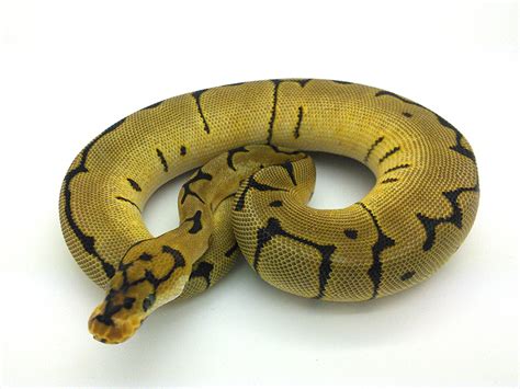 Morph List World Of Ball Pythons