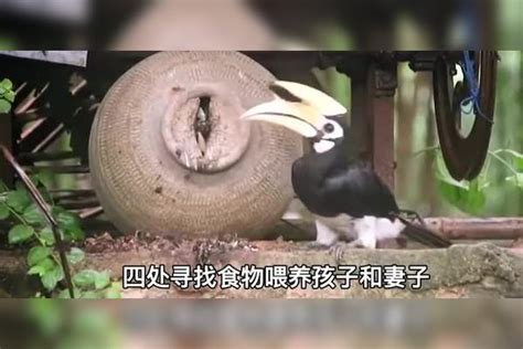犀鸟妈妈为了育儿封印自己三个月，鸟爸坚持每天送食物，不离不弃育儿食物犀鸟