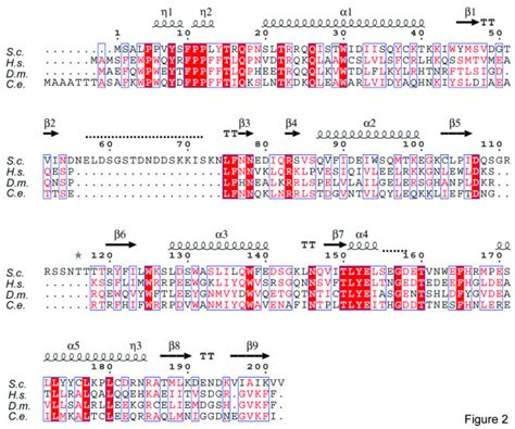 Structure Based Sequence Alignment Of Vps25 Sequences Aligned Using S