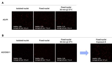 Fluorescent Dyes And Luna Cell Counters Nuclei Assessment
