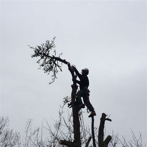 Premium Photo Man Cutting Tree Against Clear Sky