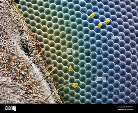 Coloured Scanning Electron Micrograph Sem Of Part Of The Compound Eye