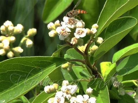 Cotoneaster Affinis Purpleberry Cotoneaster