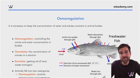 Osmoregulation Wize University Biology Textbook Wizeprep