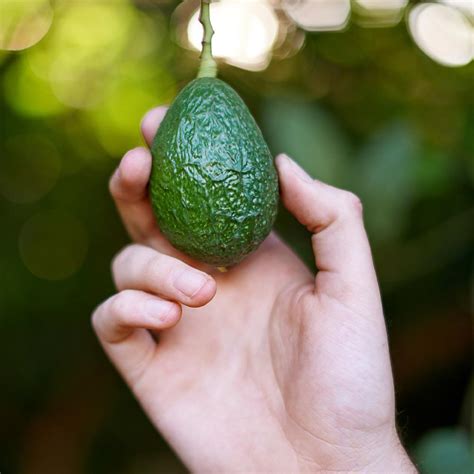 Hass Avocado Trees For Sale