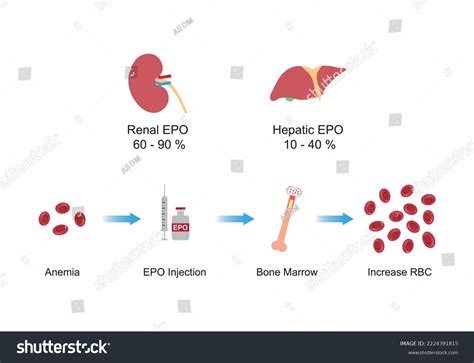 Scientific Designing Erythropoietin Epo Effect On Stock Vector Royalty