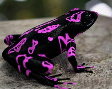 The Costa Rican Variable Harlequin Toad Atelopus Varius Photorator