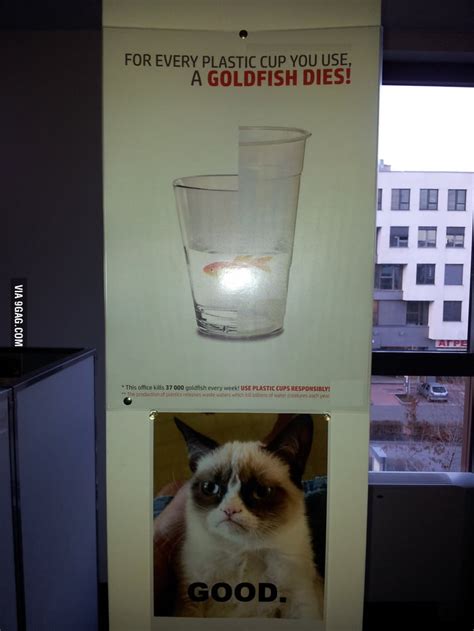 Grumpy Cat Strikes Again Good 9gag