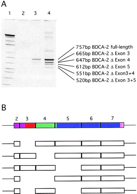 A Identification Of Putative Alternative Splice Forms Of Bdca 2 Mrna