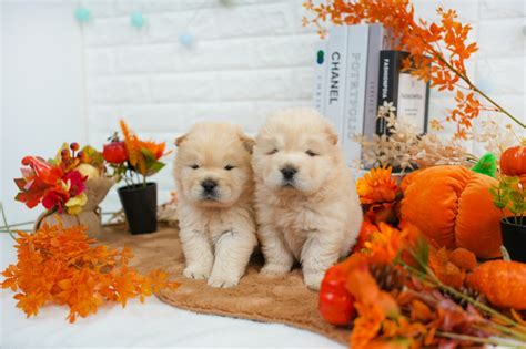 차우차우분양 사랑스러운 애기 강아지 요미 골든리트리버분양 라브라도리트리버분양 보더콜리분양 도베르만분양 사모예드분양 올드잉글리쉬쉽독분양 시베리안허스키분양 말라뮤트분양