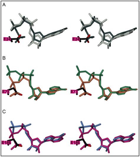 Comparison Of Triphosphate Nucleotide Structures As Bound To Wild Type Download Scientific