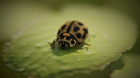 Motion Drive Bug On Leaf