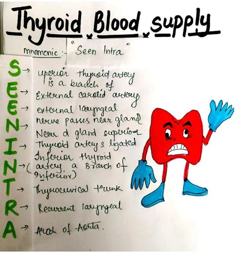 Thyroid Blood Supply Simplified Mnemonic Seen Intra