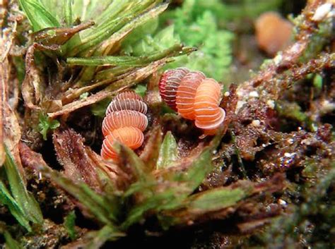 Newly Discovered Snails At Risk Of Extinction