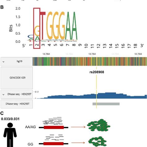 Functional Analysis Of Identified Variants A Eqtl Analysis At