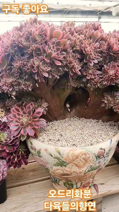 오드리화분 부산 명품화분 부산다육농장 오드리공방 다육들의향연 Youtube