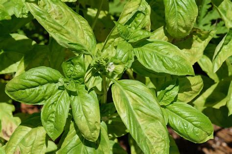 How To Pinch And Prune Basil So It Keeps Growing — 4 Simple Tips