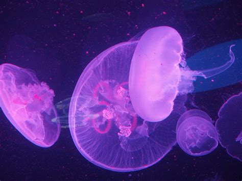 Moon Jelly By Faith First On Deviantart