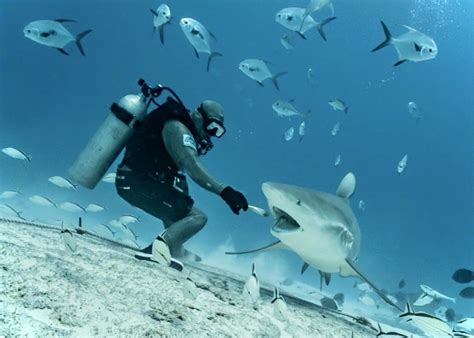Bull Shark Diving In Playa Del Carmen With Octavio Valdes — Aquatech Divers