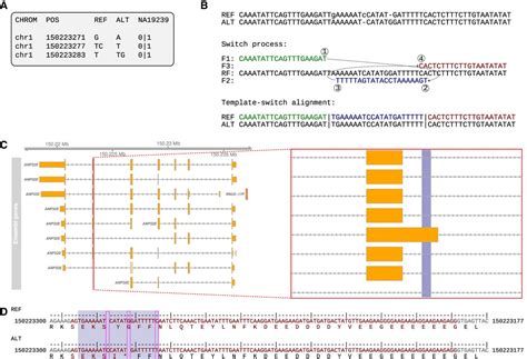 Thousands Of Human Mutation Clusters Are Explained By Short Range