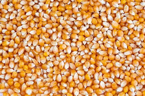 Premium Photo Raw Corn Seeds Or Corn Kernels Are The Fruits Of Corn