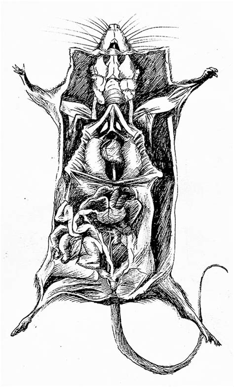 Rat Anatomy Tattoo Artofit