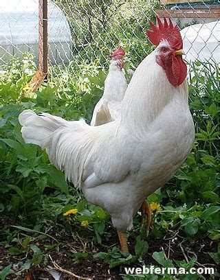 Выбор породы кур для фермы и частного подворья