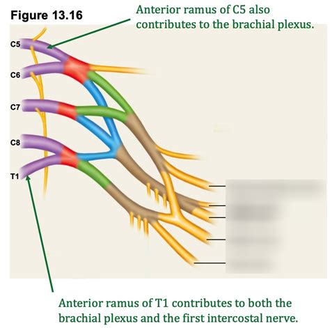 Brachial Plexus C5 C8 T1 Diagram Quizlet
