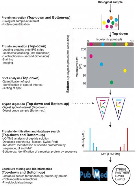 Schematic Of Top Down And Bottom Up Proteomic Approaches In Top Down Download Scientific