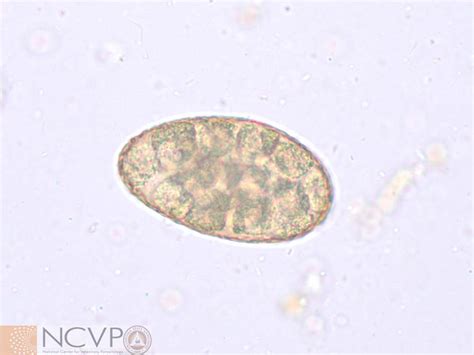 Ncvp National Center For Veterinary Parasitology Trematodes