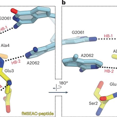 Structure Of The 70s Ribosome In Complex With Fmseac Peptidyl Trna A B Download Scientific