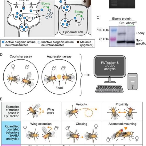 Validation Of Ebony¹¹ Mutant And Quantitative Analysis Pipeline For Download Scientific Diagram